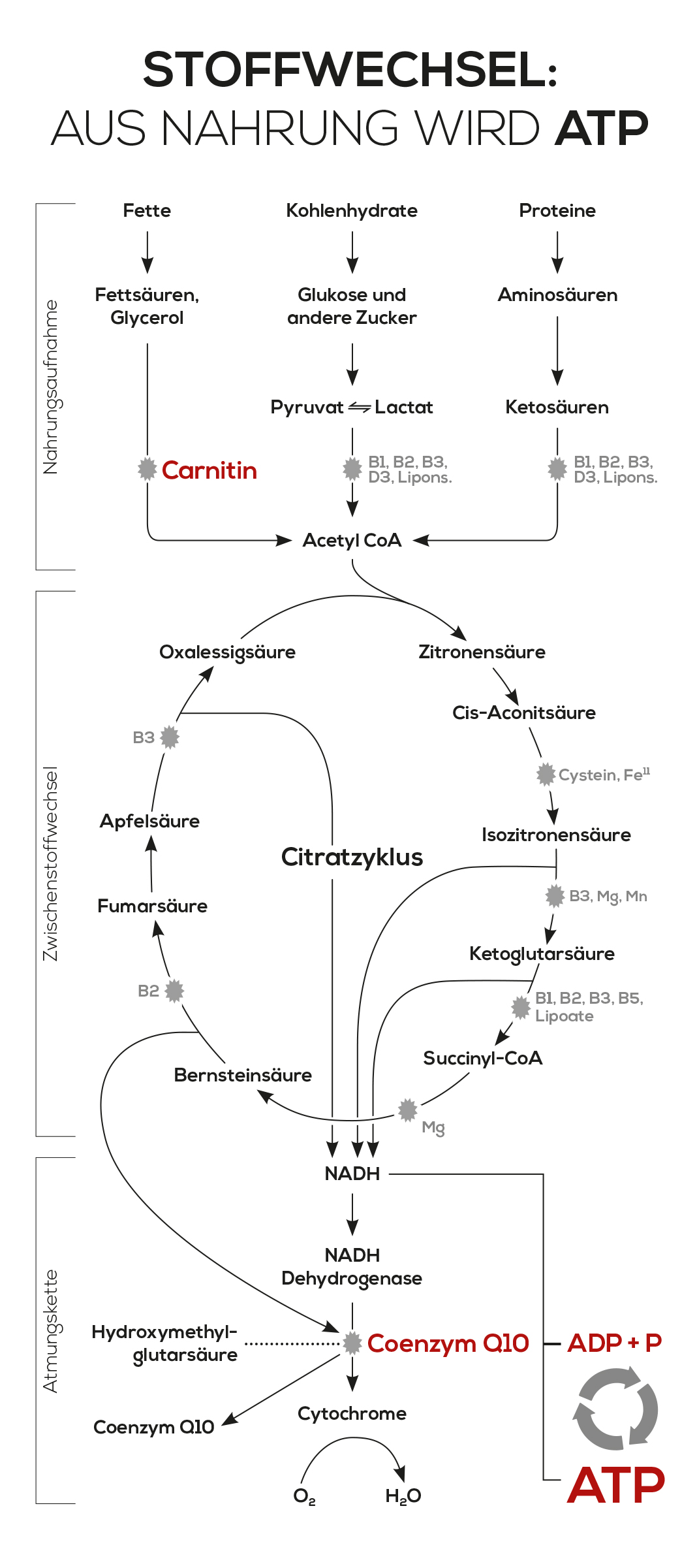 Stoffwechsel-/ATP-Medizin - Kardiologie Baden-Baden